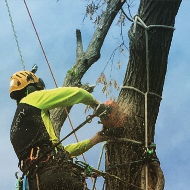 Hurst-Euless-Bedford Tree Trimming | Pruning Service