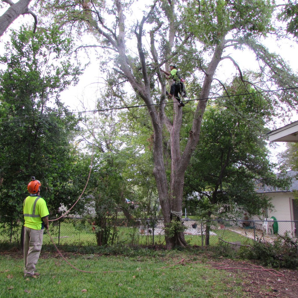 Fort Worth Tree Services | Tree Care | Planting