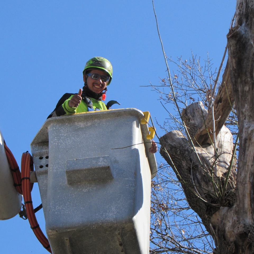 Fort Worth Arborist | Certified Arborist